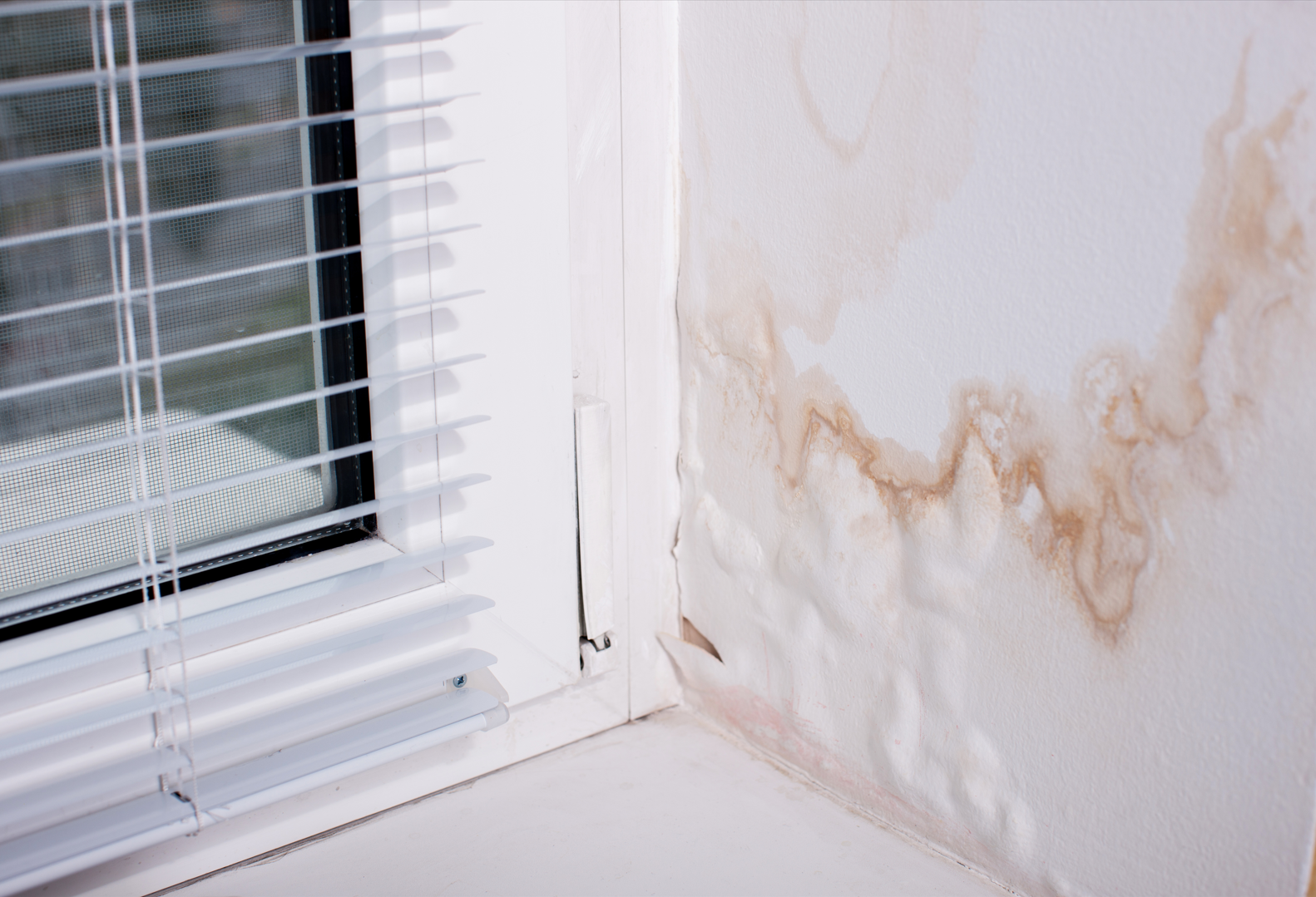 How To Sell A House With Mold In CO? | We Buy Houses Denver